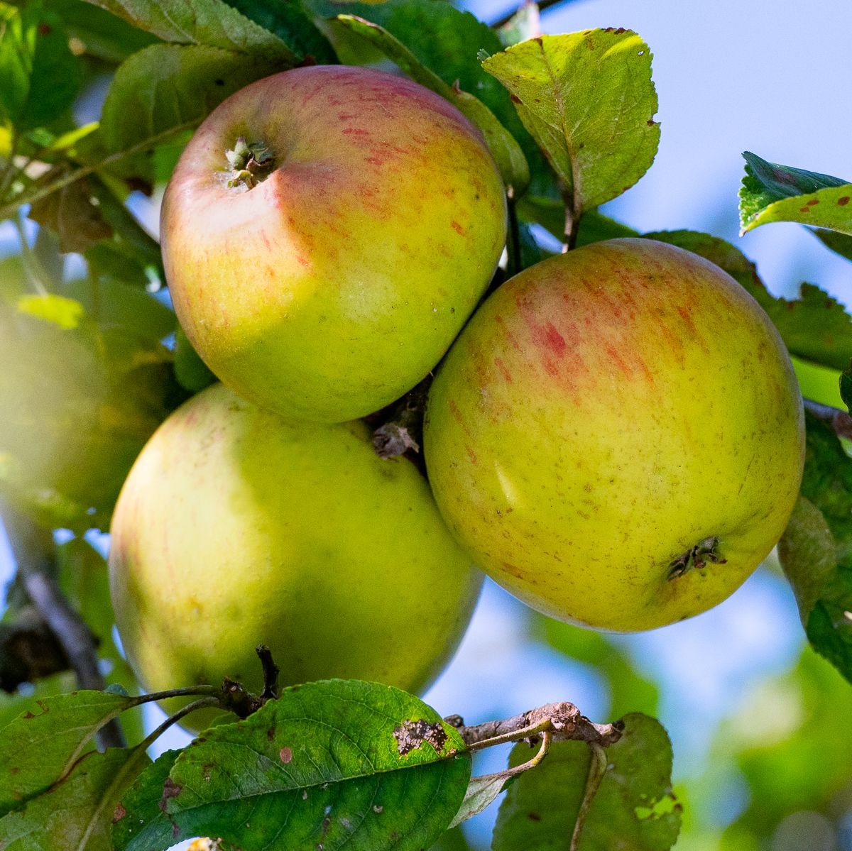Apfel Goldparmane Kaufen
