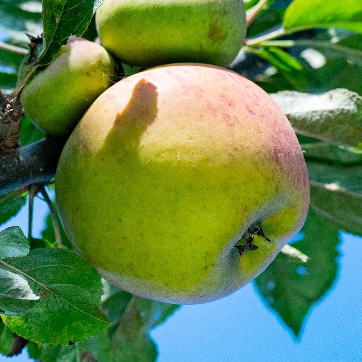 Apfel Goldparmane Kaufen