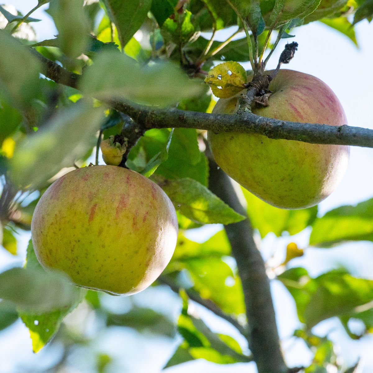 Apfel Goldparmane Kaufen