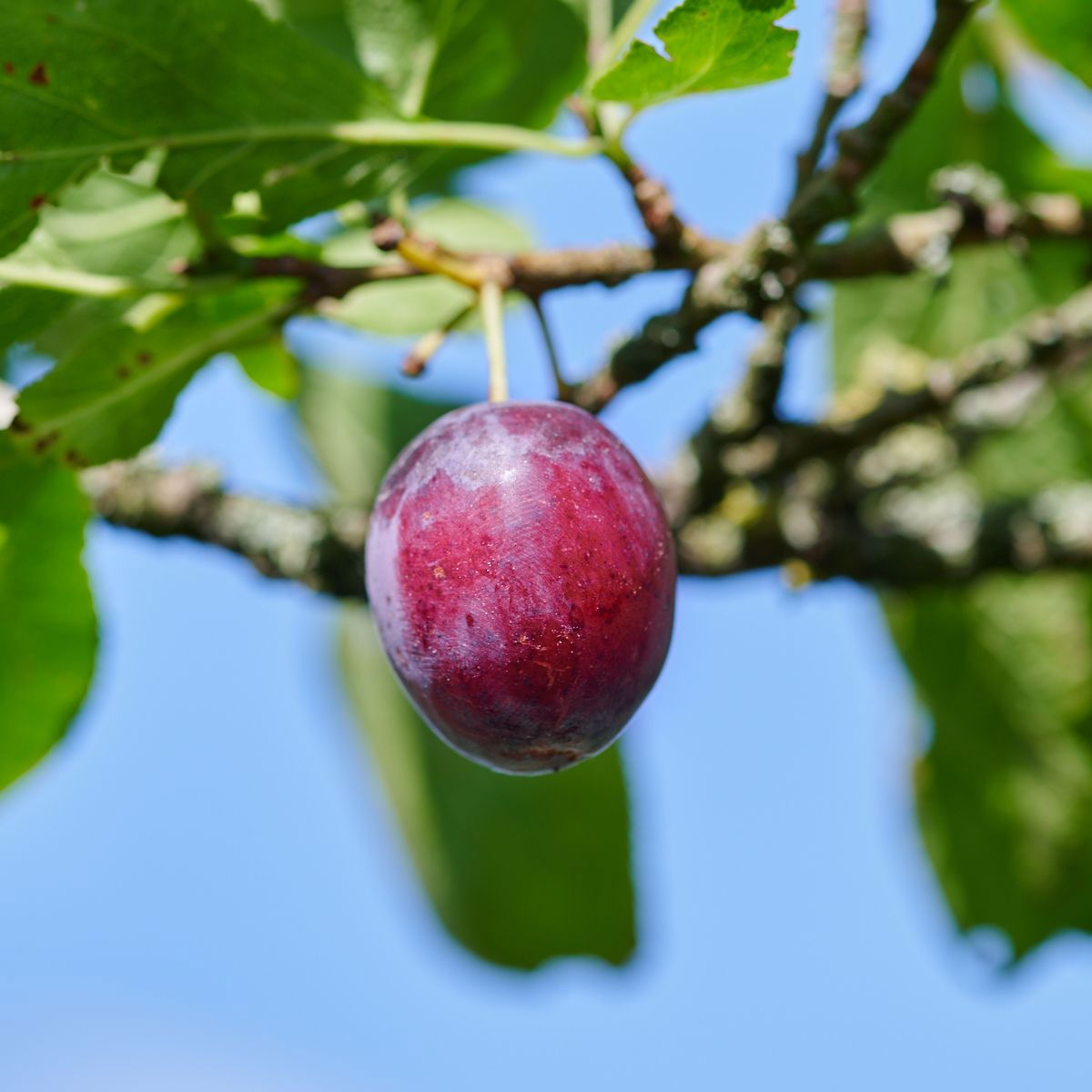 Pflaume Opal - Prunus domestica Opal günstig kaufen