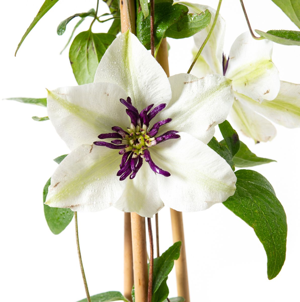 Waldrebe Florida Sieboldii - Clematis florida var.sieboldiana günstig ...