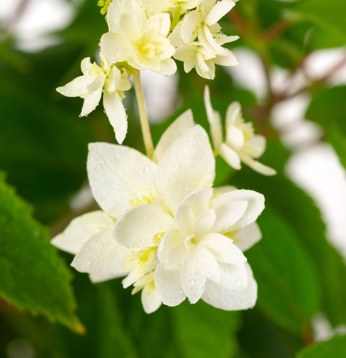 Sternhortensie Hayes Starburst - Hydrangea arborescens Hayes Starburst ...
