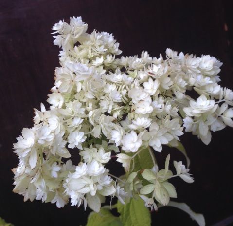 Sternhortensie Hayes Starburst - Hydrangea arborescens Hayes Starburst ...