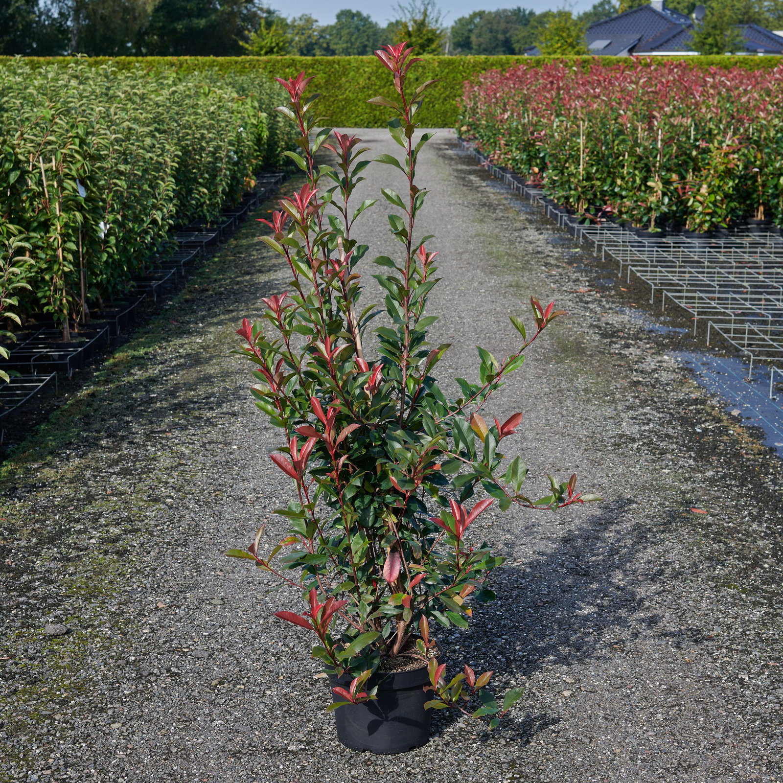 Glanzmispel Red Robin Kaufen