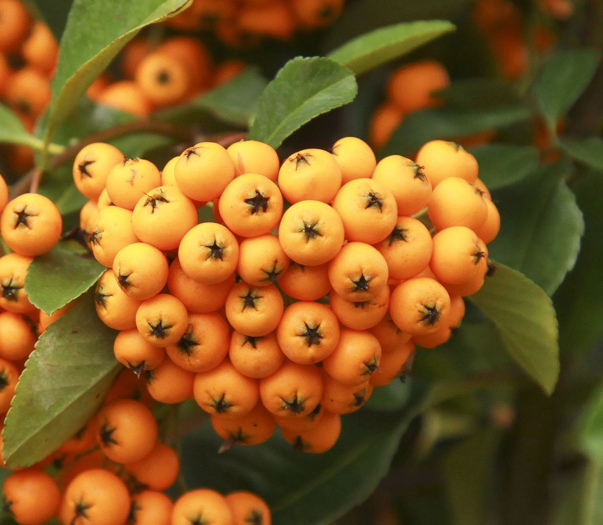 Feuerdorn Red Column - Pyracantha Red Column günstig kaufen