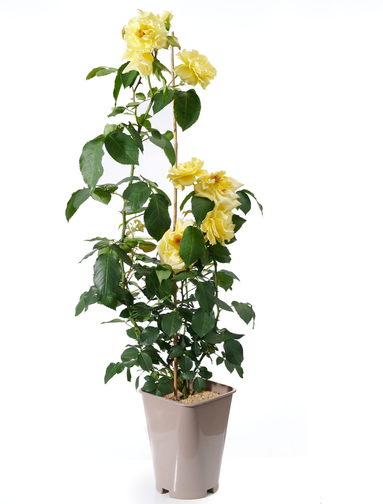 Rose Dukat® - Rosa Dukat® günstig kaufen