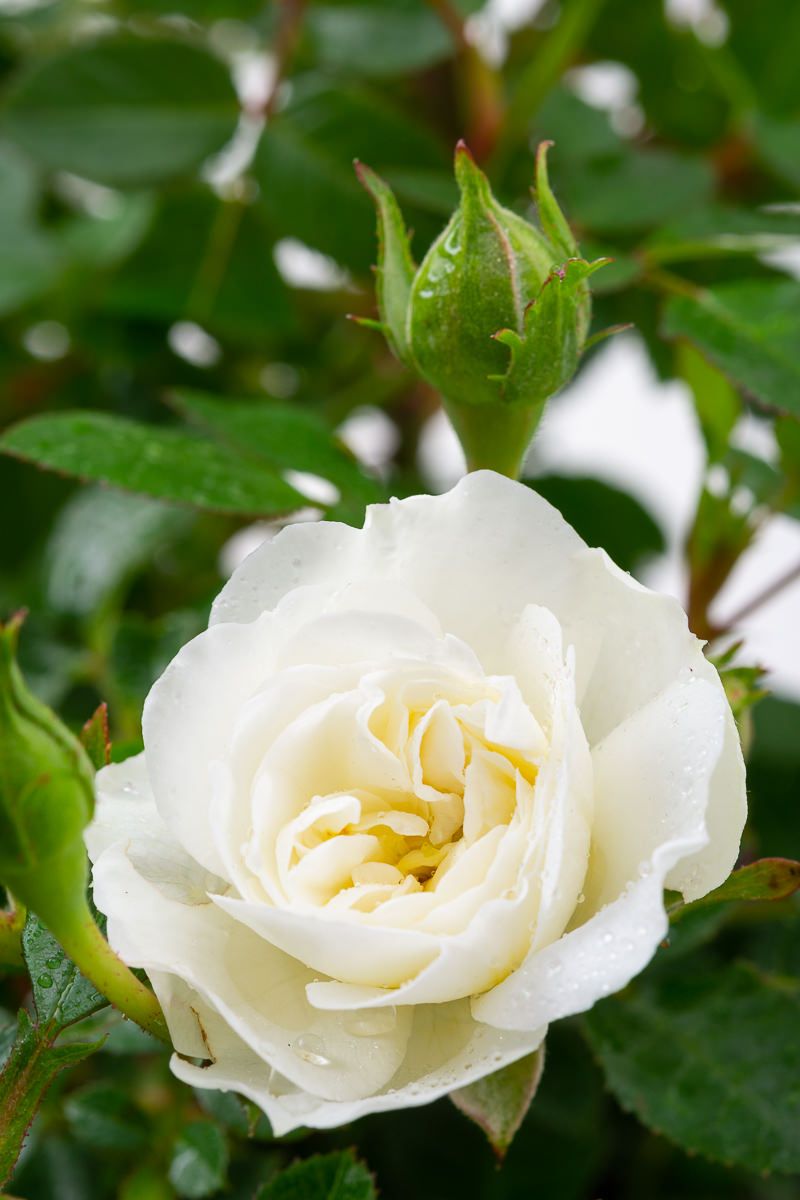 Rose Pepita® - Rosa Pepita günstig kaufen