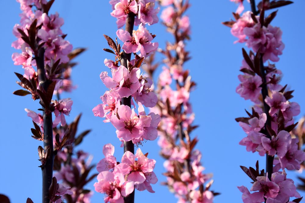 Persische Mandel Spring Glow - Prunus amygdalopersica Spring Glow ...
