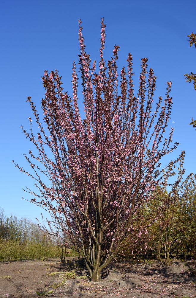 Persische Mandel Spring Glow - Prunus amygdalopersica Spring Glow ...