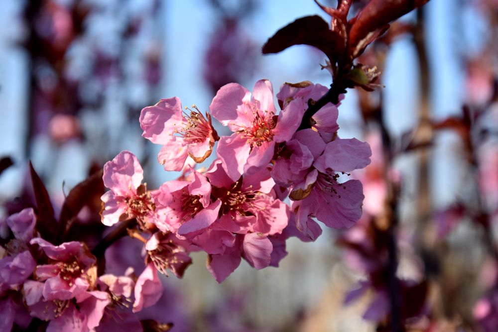 Persische Mandel Spring Glow - Prunus amygdalopersica Spring Glow ...