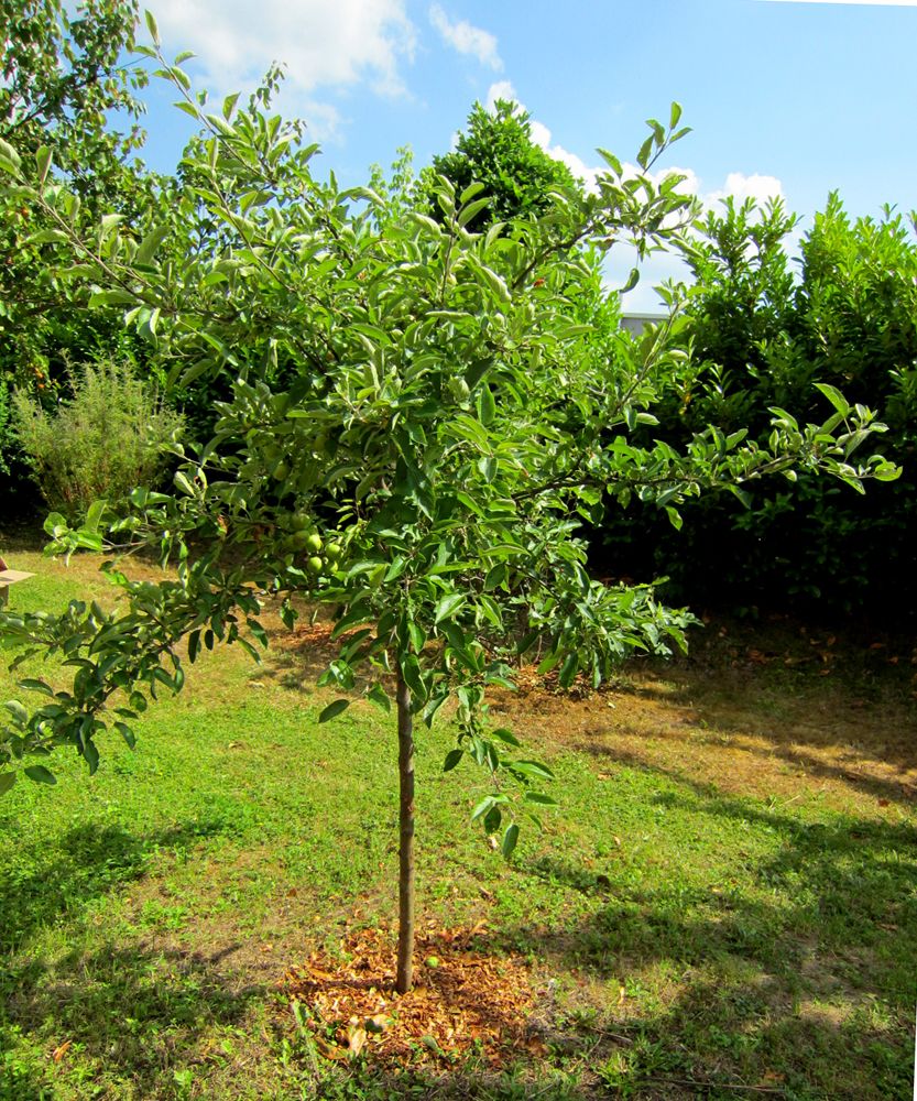 Apfel Braeburn - Malus Braeburn | jetzt günstig online kaufen bei ...