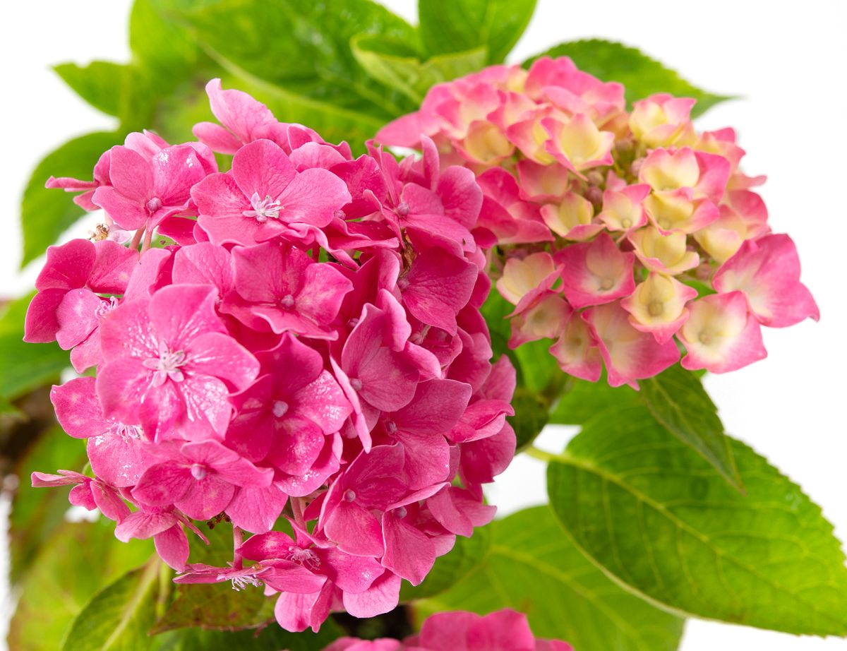 Tellerhortensie Teller Red - Hydrangea macrophylla Teller Red günstig ...