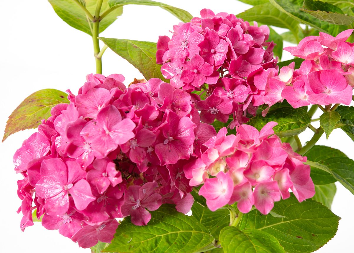 Tellerhortensie Teller Red - Hydrangea macrophylla Teller Red günstig ...