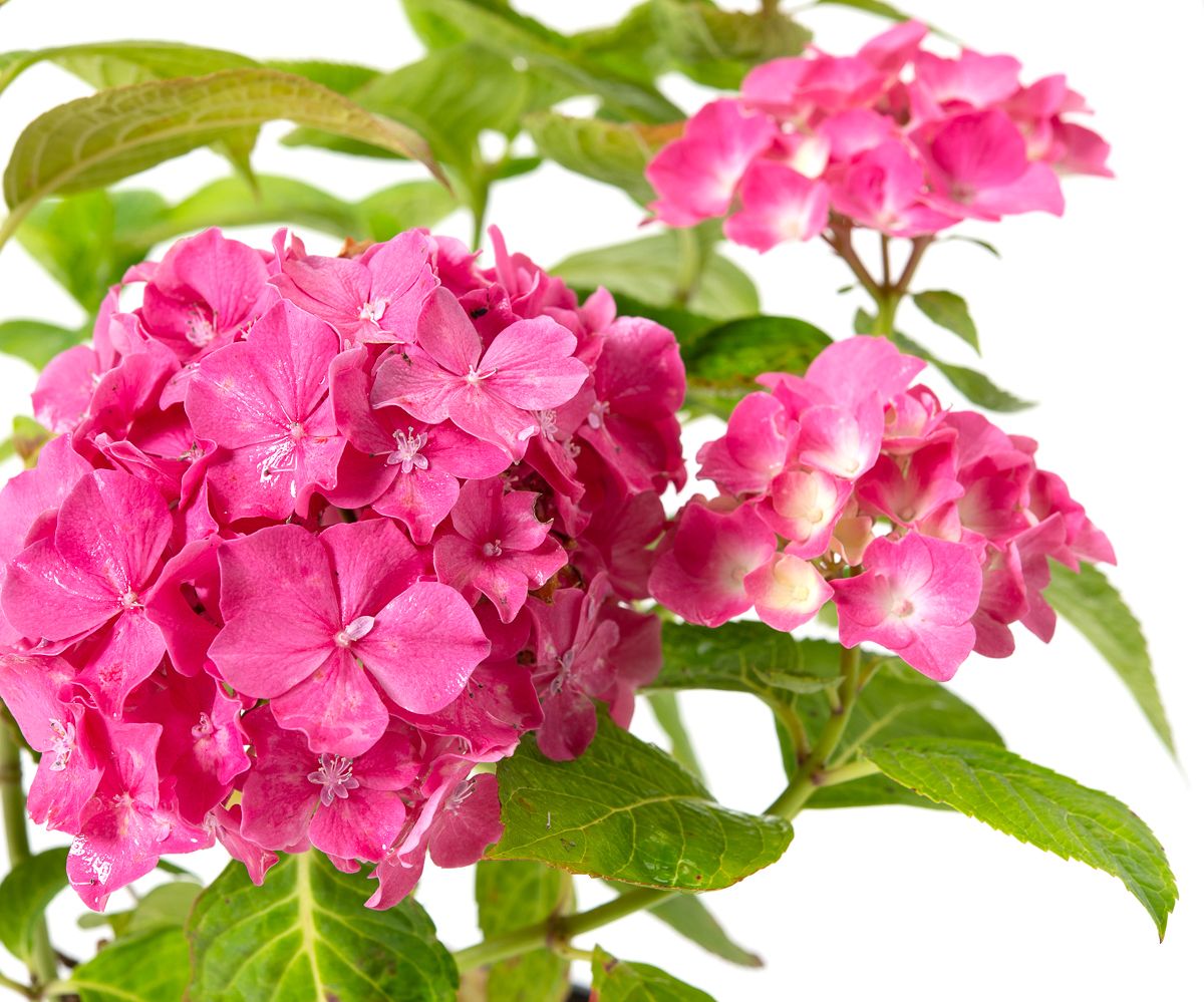Tellerhortensie Teller Red - Hydrangea macrophylla Teller Red günstig ...