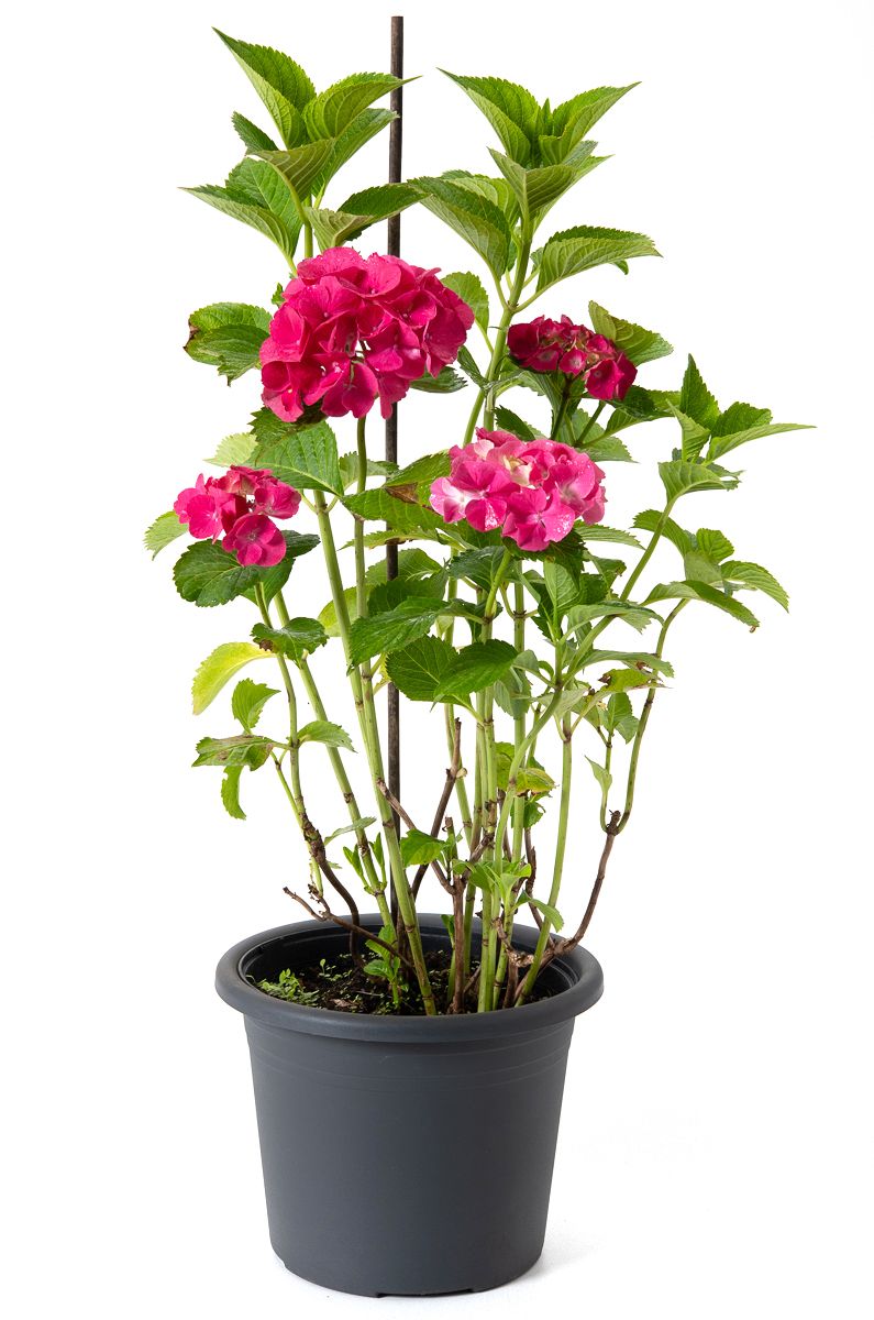 Tellerhortensie Teller Red - Hydrangea macrophylla Teller Red günstig ...