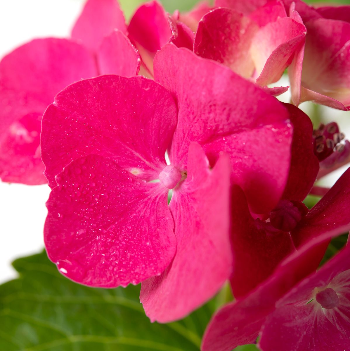Tellerhortensie Teller Red - Hydrangea macrophylla Teller Red günstig ...
