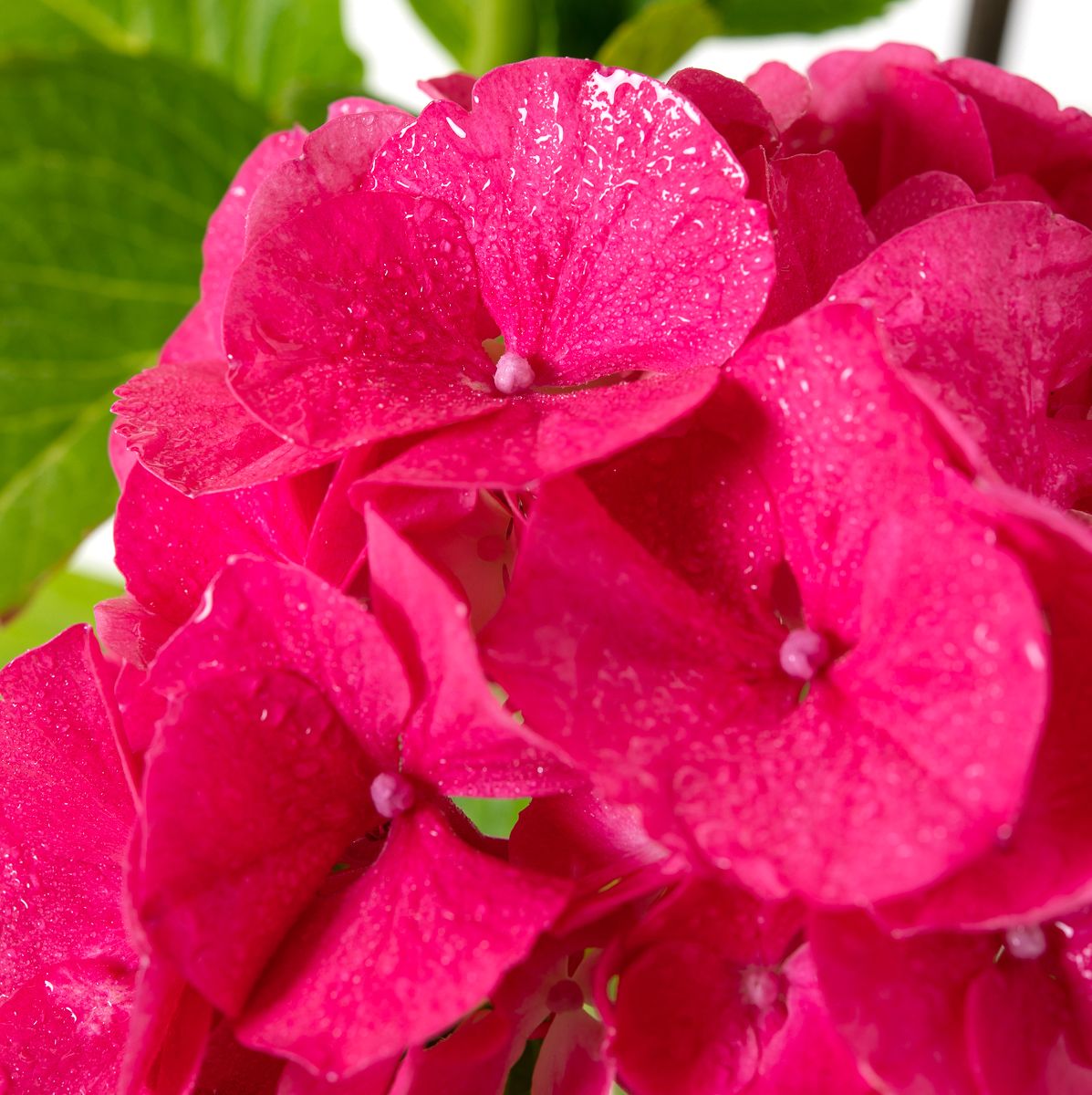 Tellerhortensie Teller Red - Hydrangea macrophylla Teller Red günstig ...