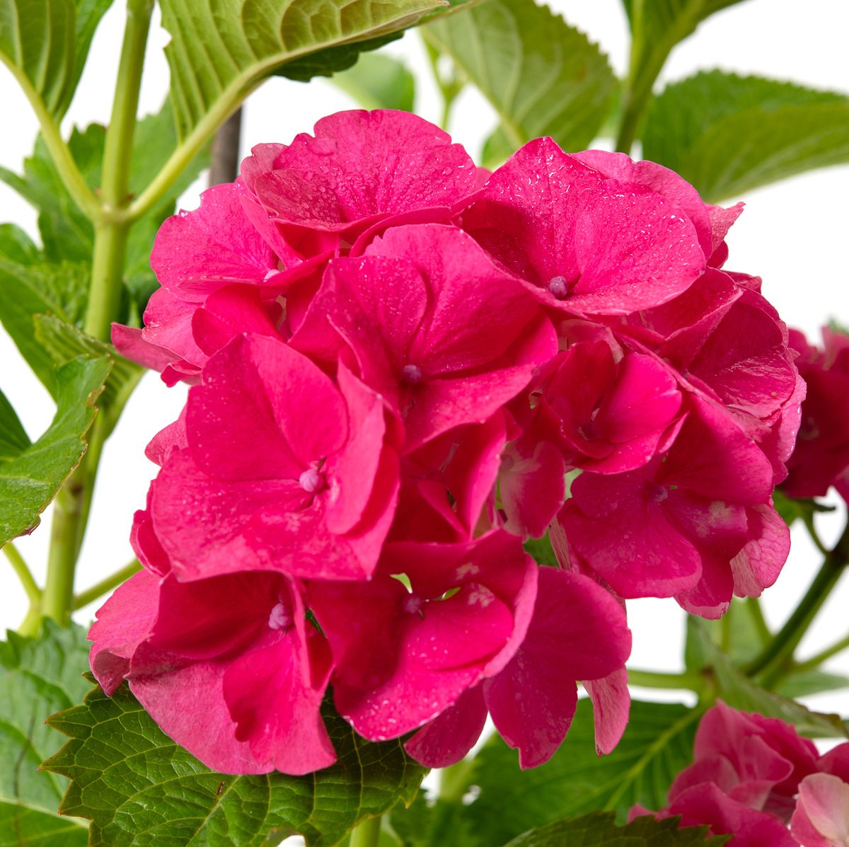 Tellerhortensie Teller Red - Hydrangea macrophylla Teller Red günstig ...
