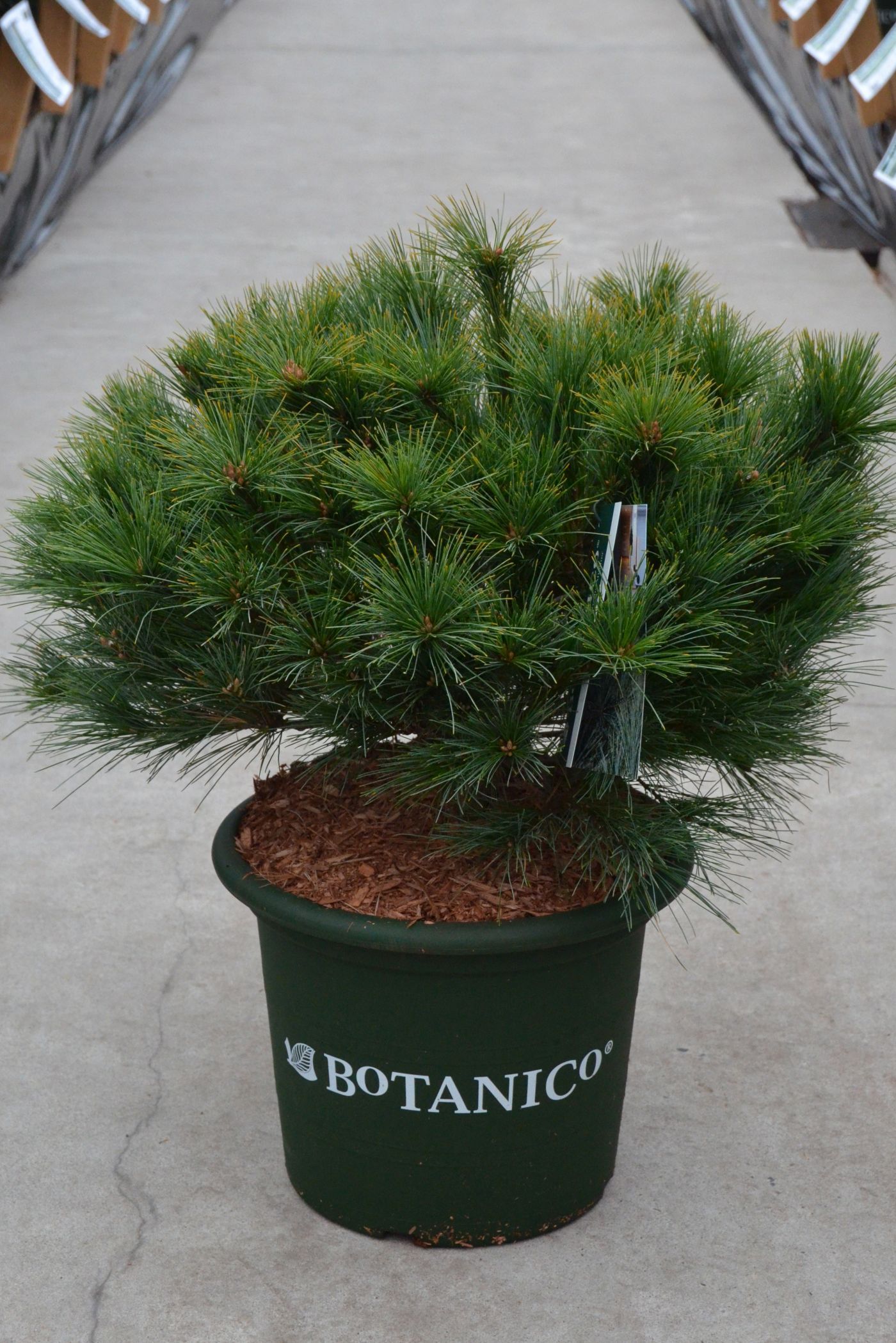 Kissenkiefer Minima - Pinus strobus Minima günstig kaufen