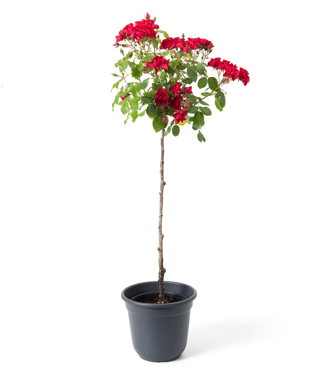 Rose Black Forest Rose - Rosa Black Forest Rose günstig kaufen