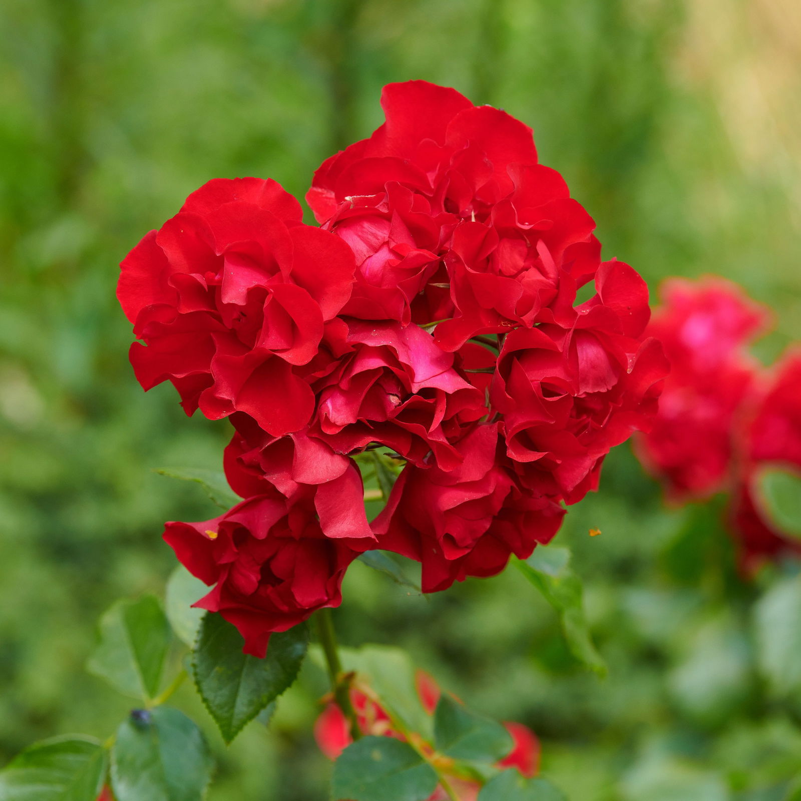 Rose Black Forest Rose - Rosa Black Forest Rose günstig kaufen