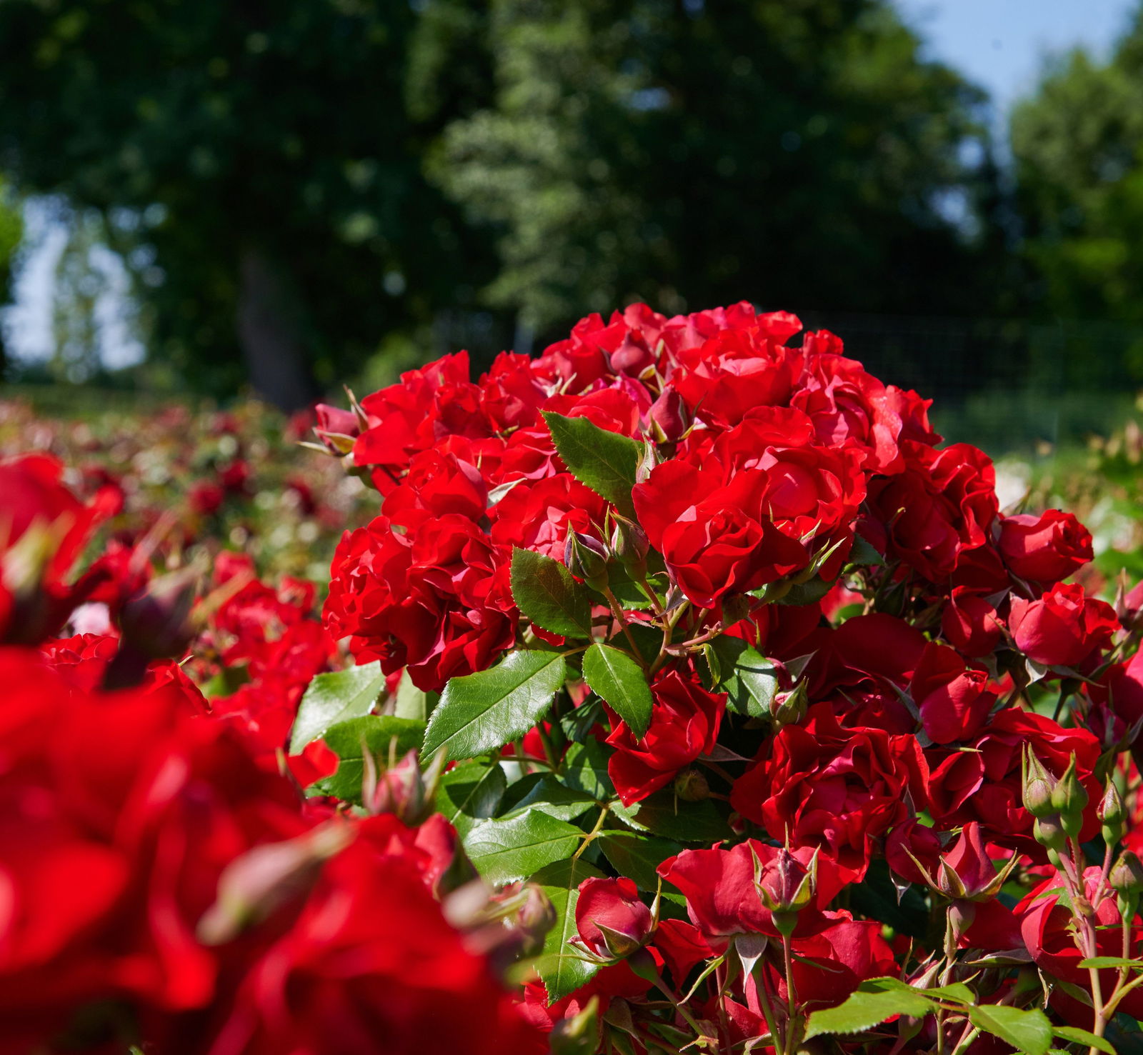 Rose Black Forest Rose - Rosa Black Forest Rose günstig kaufen