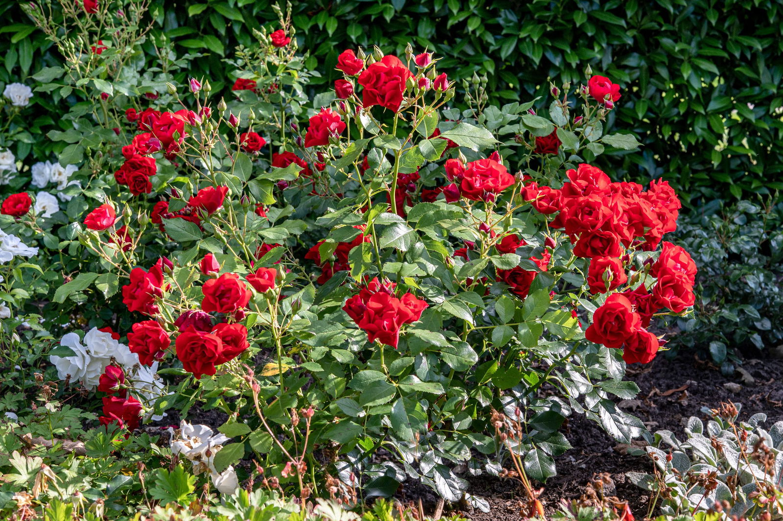 Rose Black Forest Rose - Rosa Black Forest Rose günstig kaufen