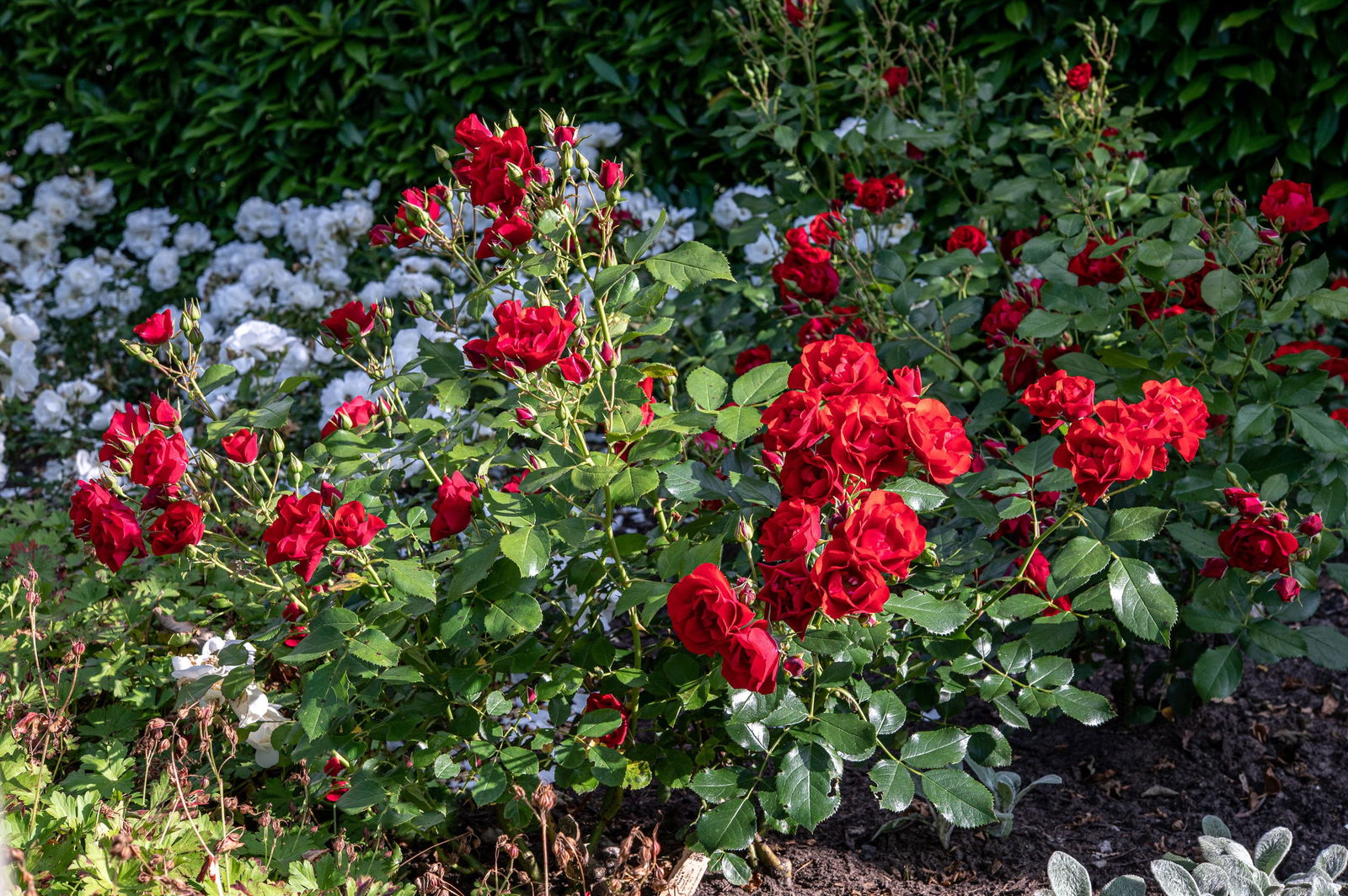 Rose Black Forest Rose - Rosa Black Forest Rose günstig kaufen