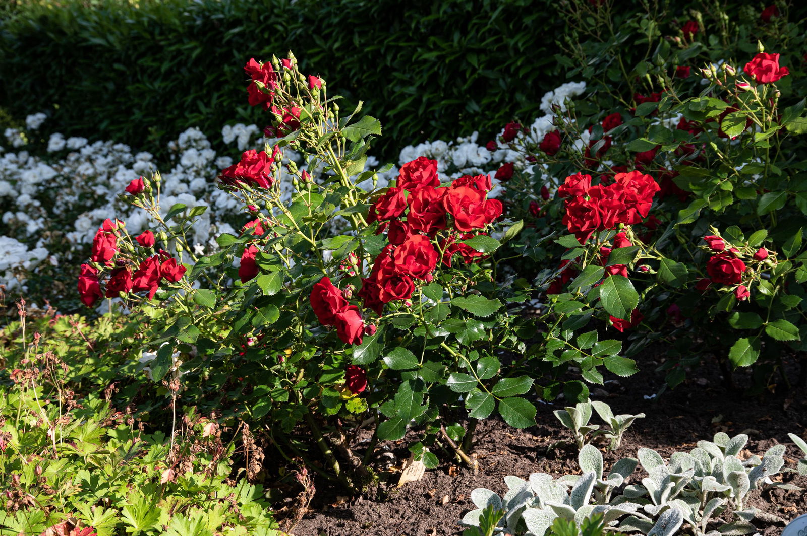 Rose Black Forest Rose - Rosa Black Forest Rose günstig kaufen