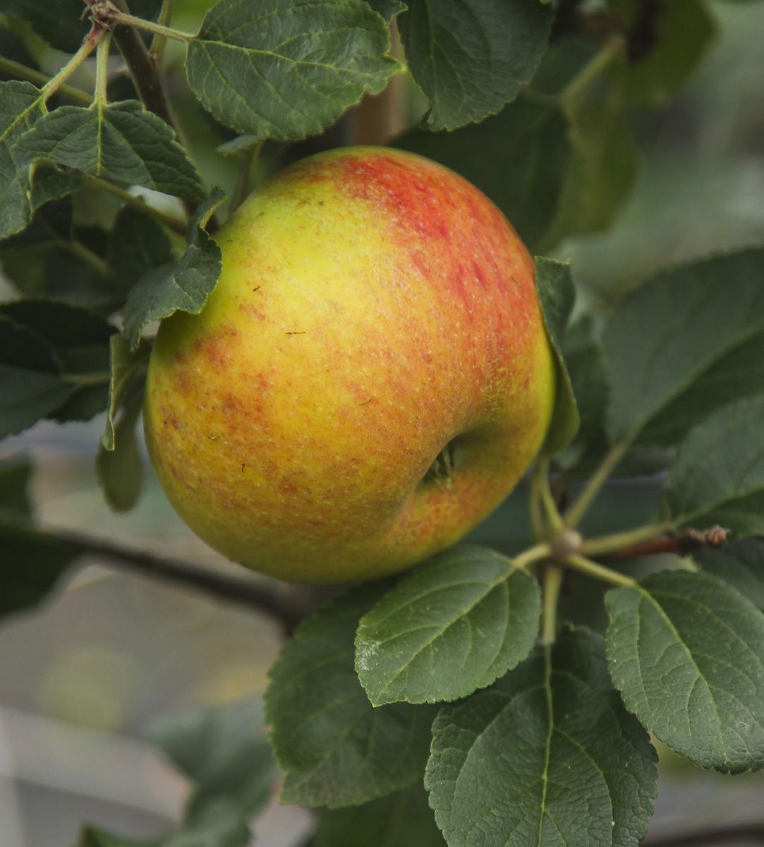 Apfel Royal Gala - Malus Royal Gala günstig kaufen