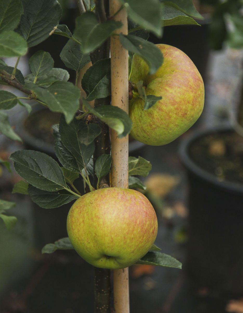 Apfel Royal Gala - Malus Royal Gala günstig kaufen