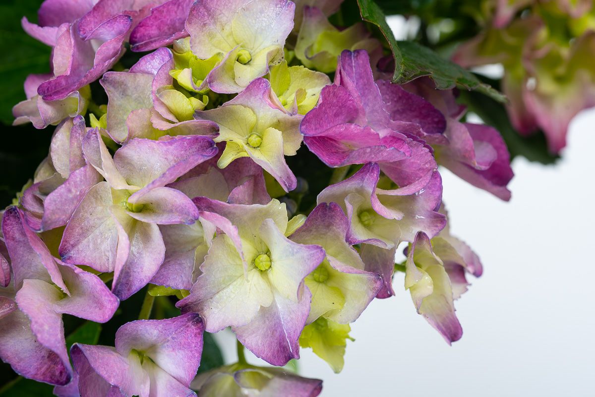 Ballhortensie Early Blue - Hydrangea macrophylla Early Blue günstig kaufen