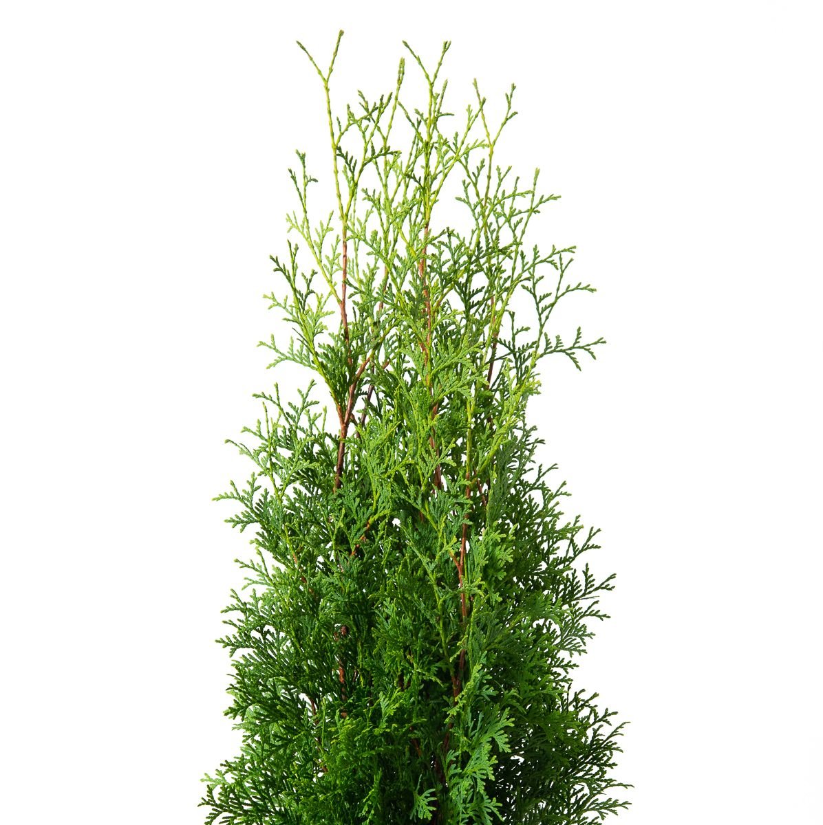 Lebensbaum Pyramidalis Compacta - Thuja occidentalis Pyramidalis ...