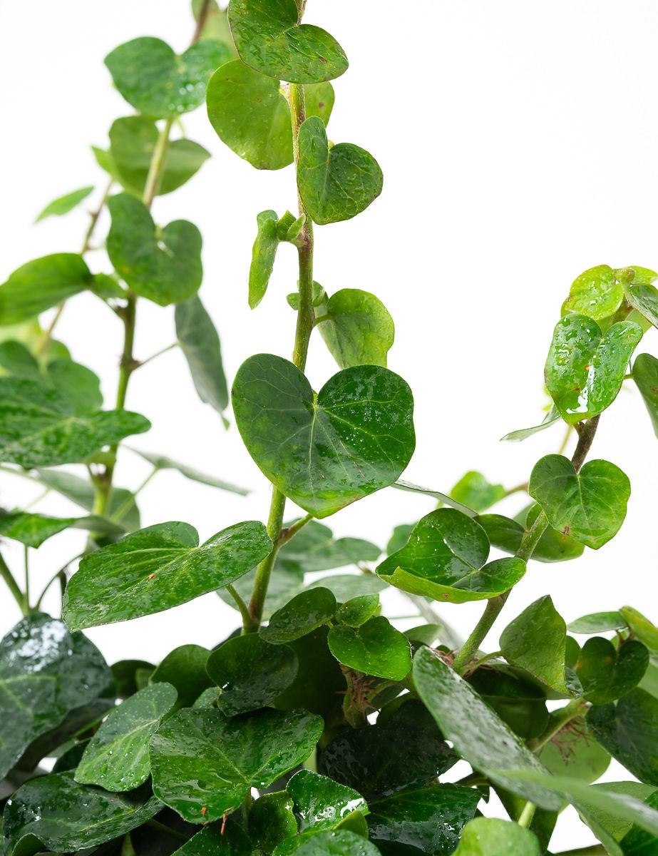 Strauch-Efeu Arbori Compact - Hedera hibernica Arbori Compact günstig ...