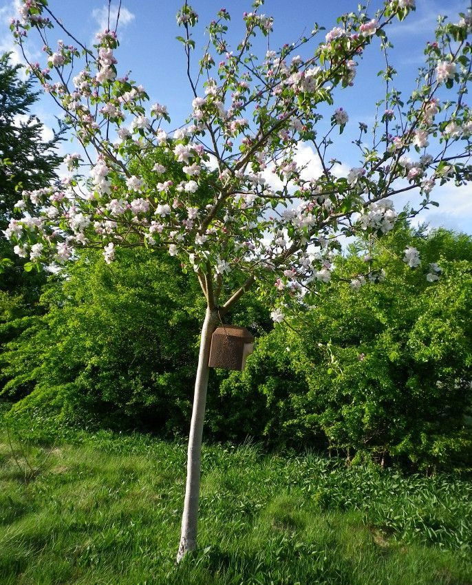 Apfel Luxemburger Renette - Malus Luxemburger Renette günstig kaufen