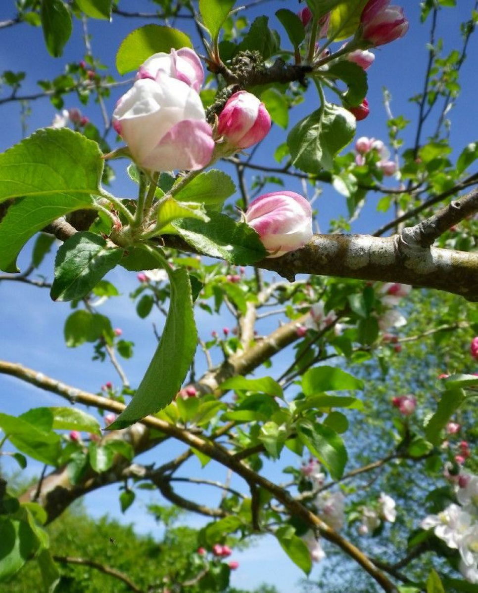 Apfel Luxemburger Renette - Malus Luxemburger Renette günstig kaufen