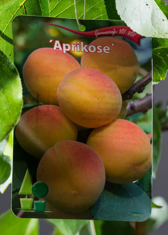 Aprikose Kuresia - Prunus armeniaca Kuresia günstig kaufen