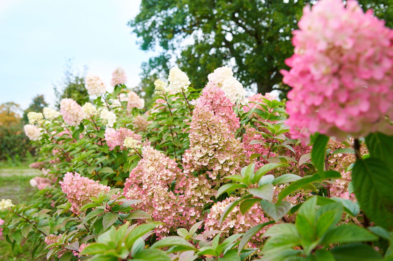 Rispenhortensie Sundae Fraise® - Hydrangea paniculata Sundae Fraise ...