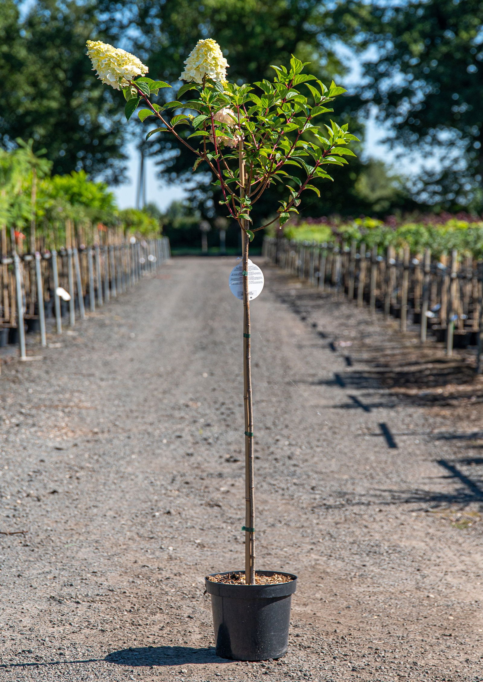 Rispenhortensie Sundae Fraise® - Hydrangea paniculata Sundae Fraise ...