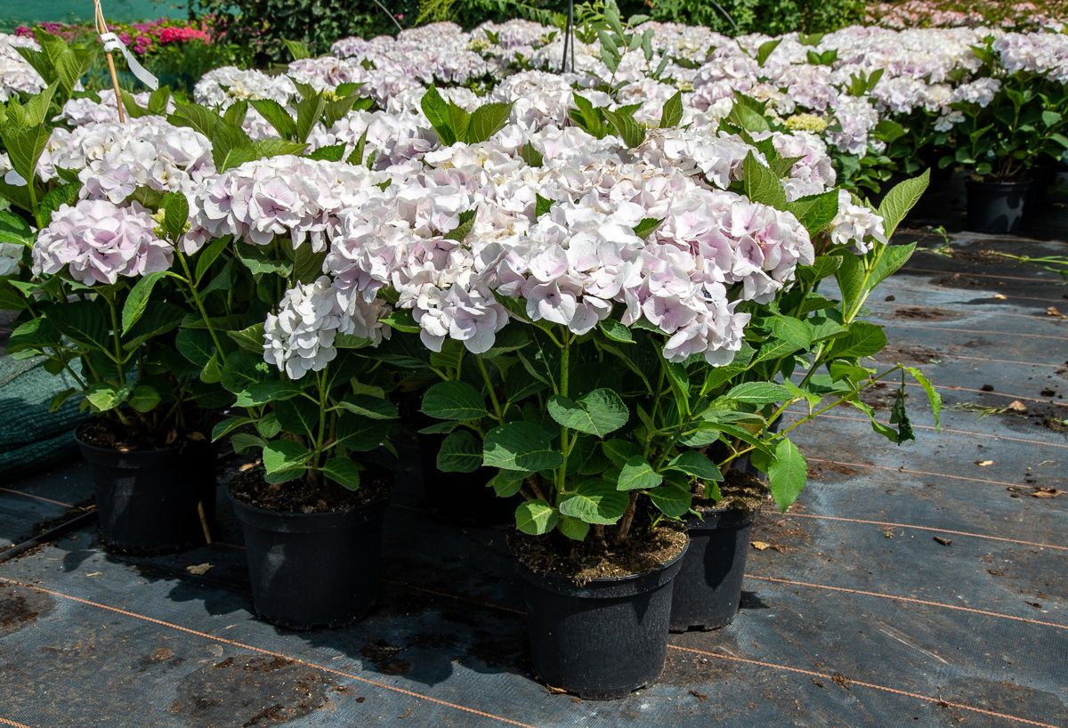 Gartenhortensie White Spirit - Hydrangea macrophylla White Spirit ...