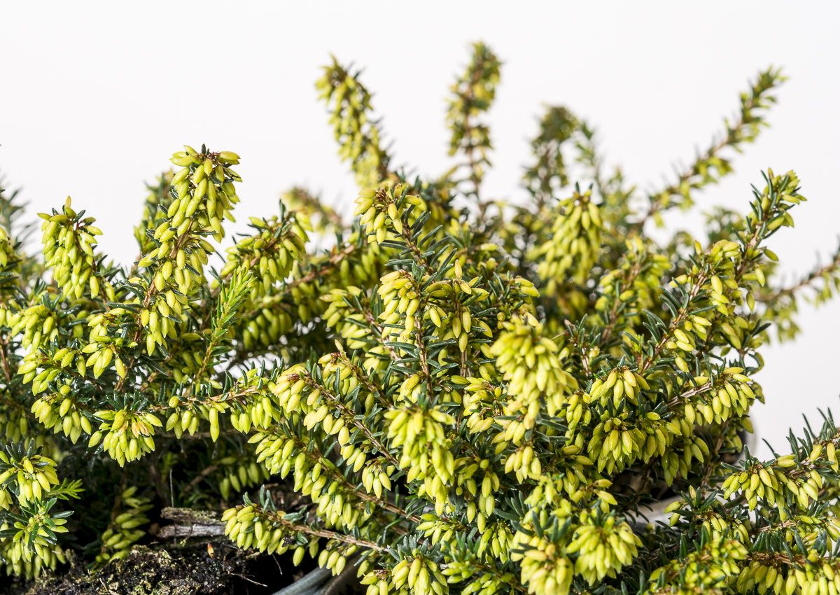 Winterheide Kathy - Erica carnea Kathy günstig kaufen