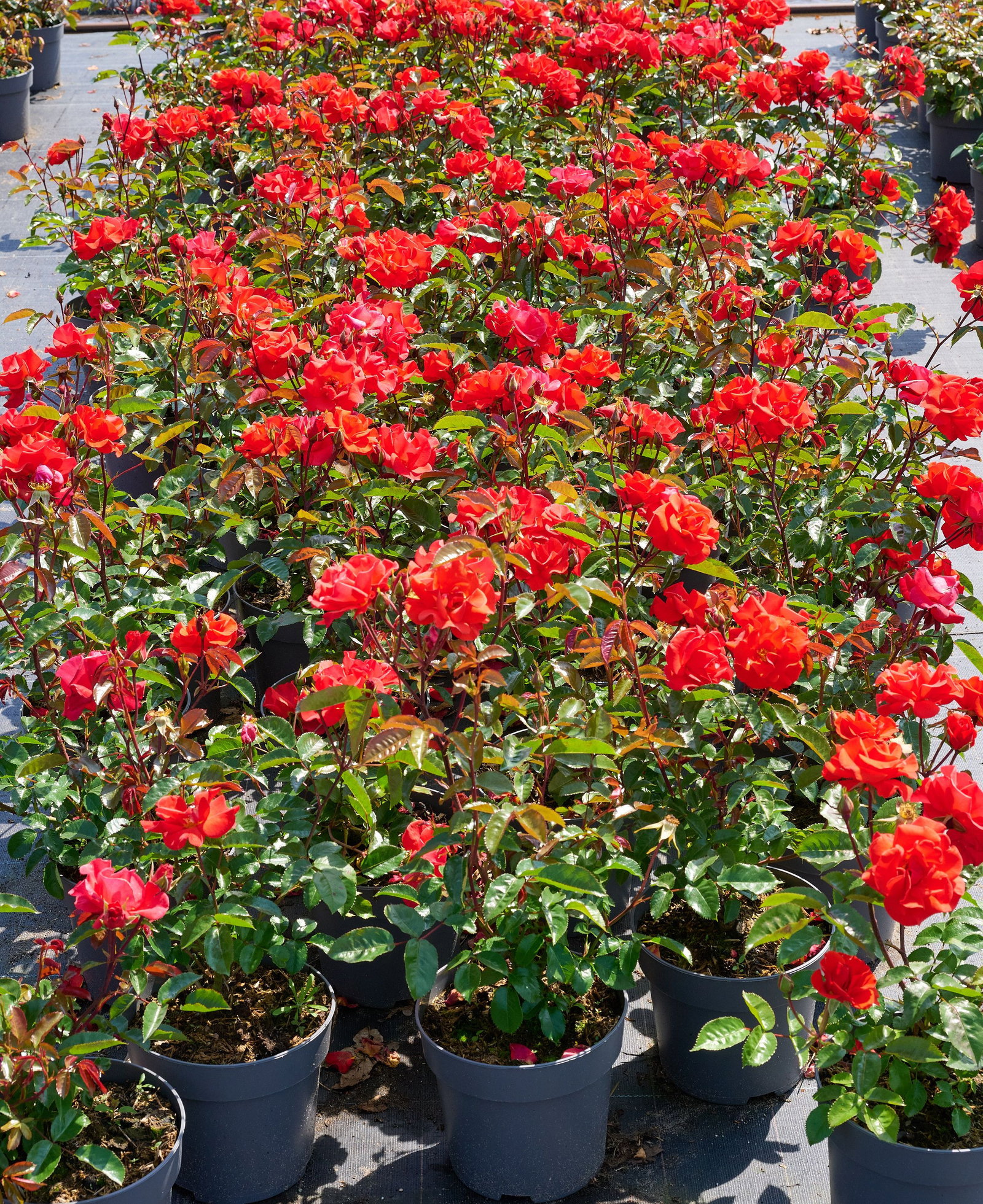 Rose Westpoint - Rosa Westpoint günstig kaufen