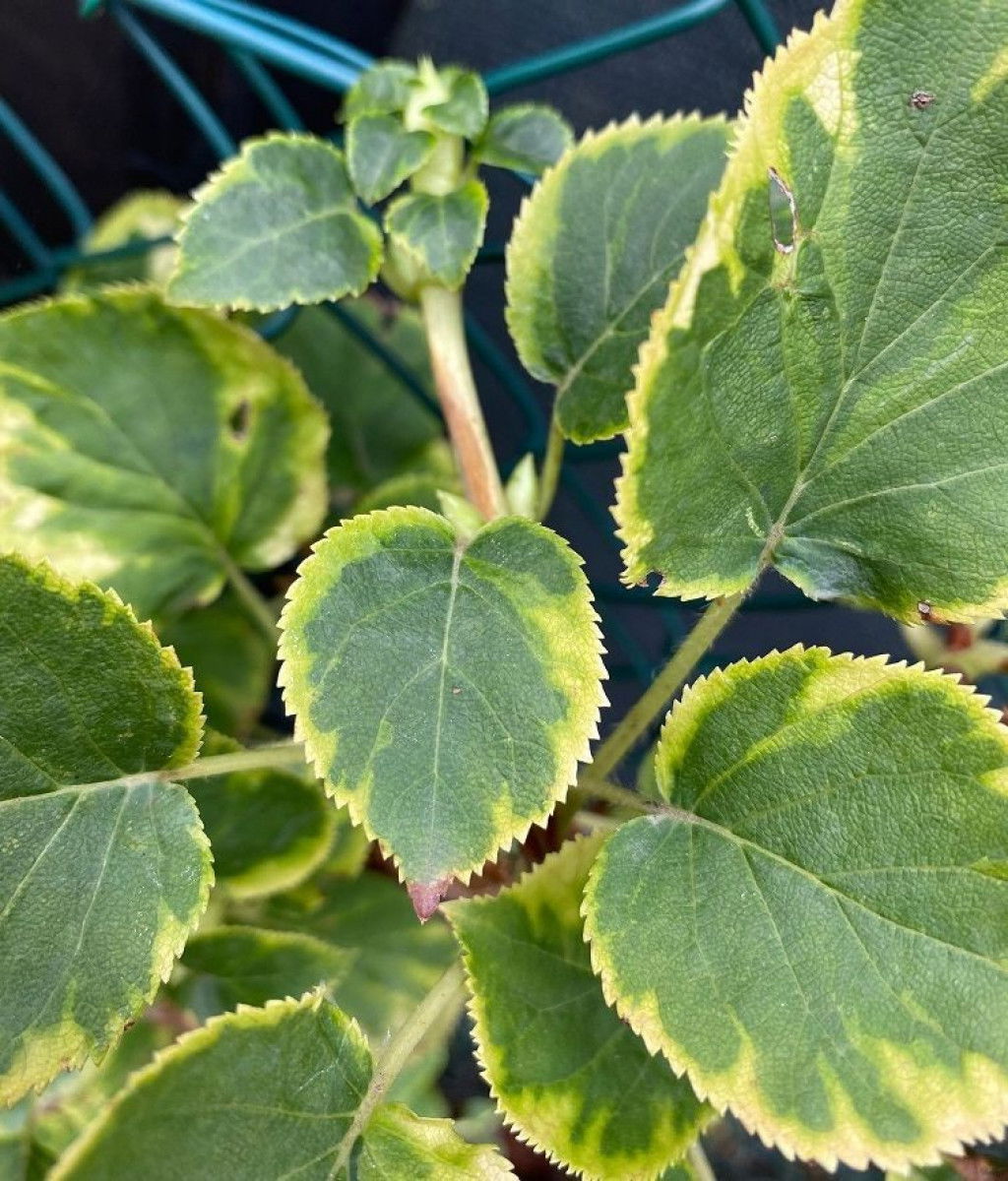 Kletterhortensie Miranda - Hydrangea petiolaris Miranda günstig kaufen