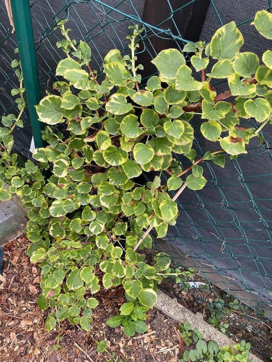 Kletterhortensie Miranda - Hydrangea petiolaris Miranda günstig kaufen