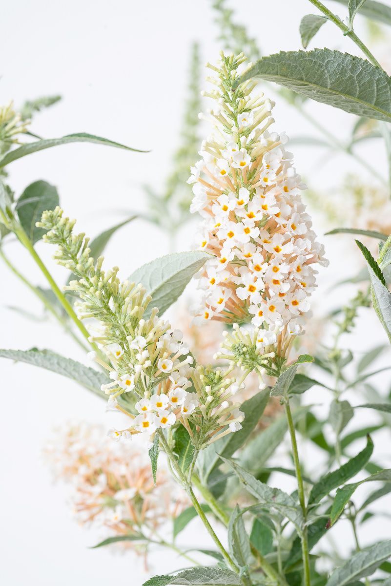 Buddleja davidii Buzz Ivory - Sommerflieder Buzz Ivory | jetzt günstig ...
