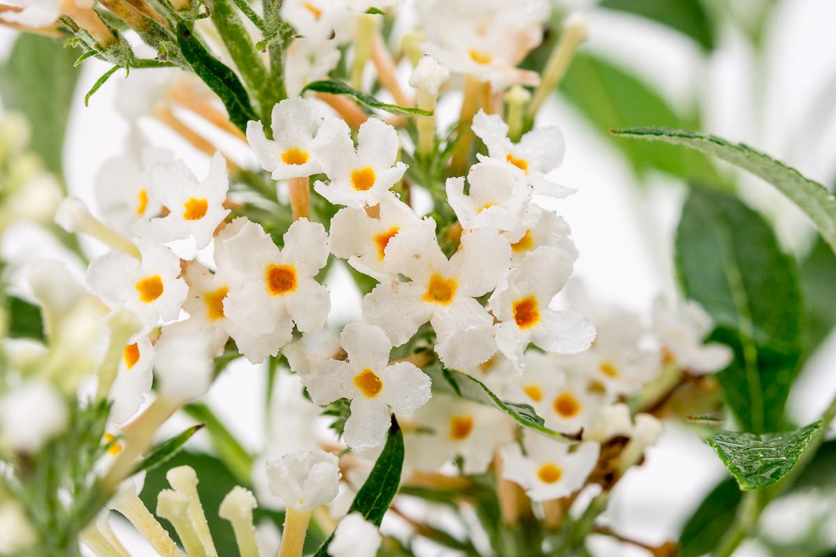 Buddleja davidii Buzz Ivory - Sommerflieder Buzz Ivory | jetzt günstig ...