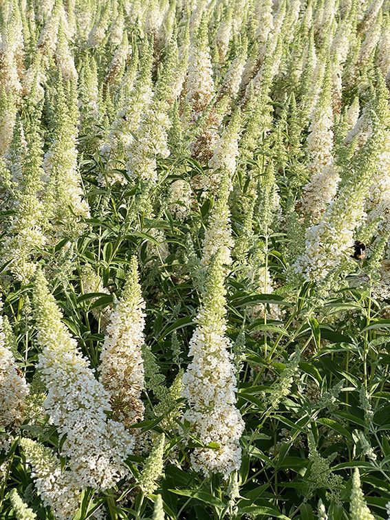 Buddleja davidii Buzz Ivory - Sommerflieder Buzz Ivory | jetzt günstig ...