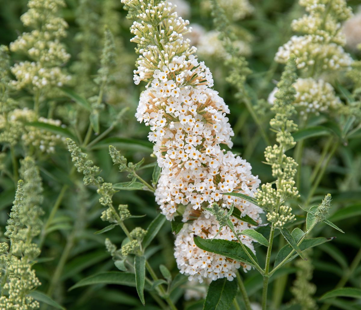 Buddleja davidii Buzz Ivory - Sommerflieder Buzz Ivory | jetzt günstig ...