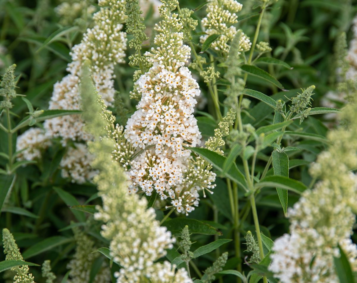 Buddleja davidii Buzz Ivory - Sommerflieder Buzz Ivory | jetzt günstig ...