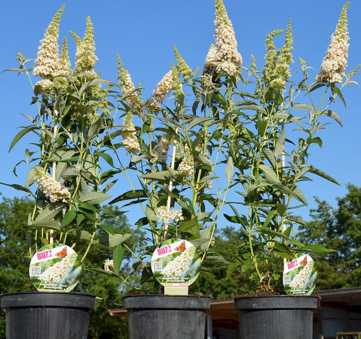 Buddleja davidii Buzz Ivory - Sommerflieder Buzz Ivory | jetzt günstig ...